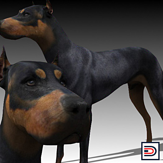 Second Life Marketplace - [Danielito] Doberman Dog
